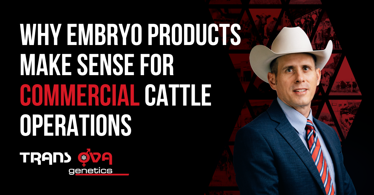 F1 Replacement Heifer Embryos for Commercial Beef